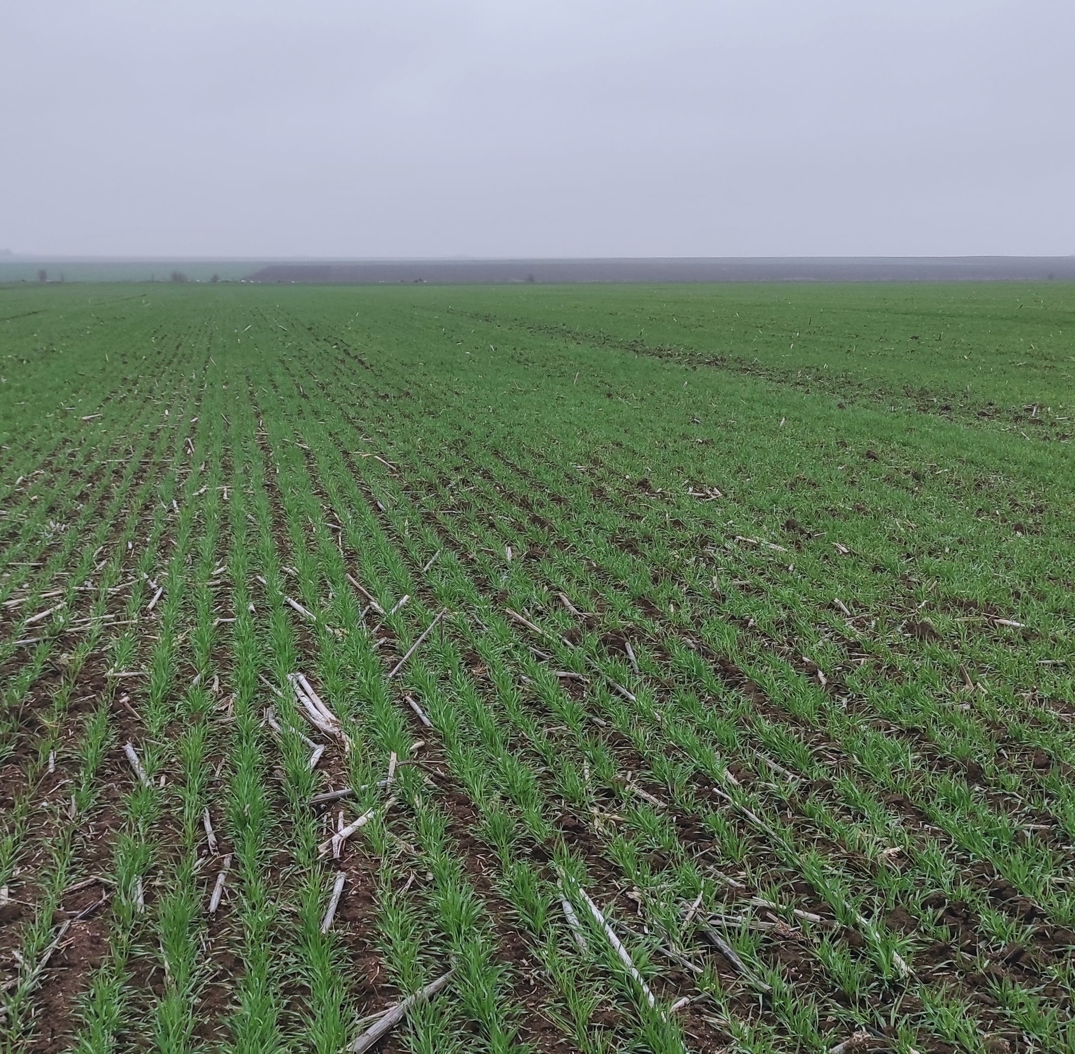 Sistema elektra cereal | Maquinaria Agrícola SOLÀ